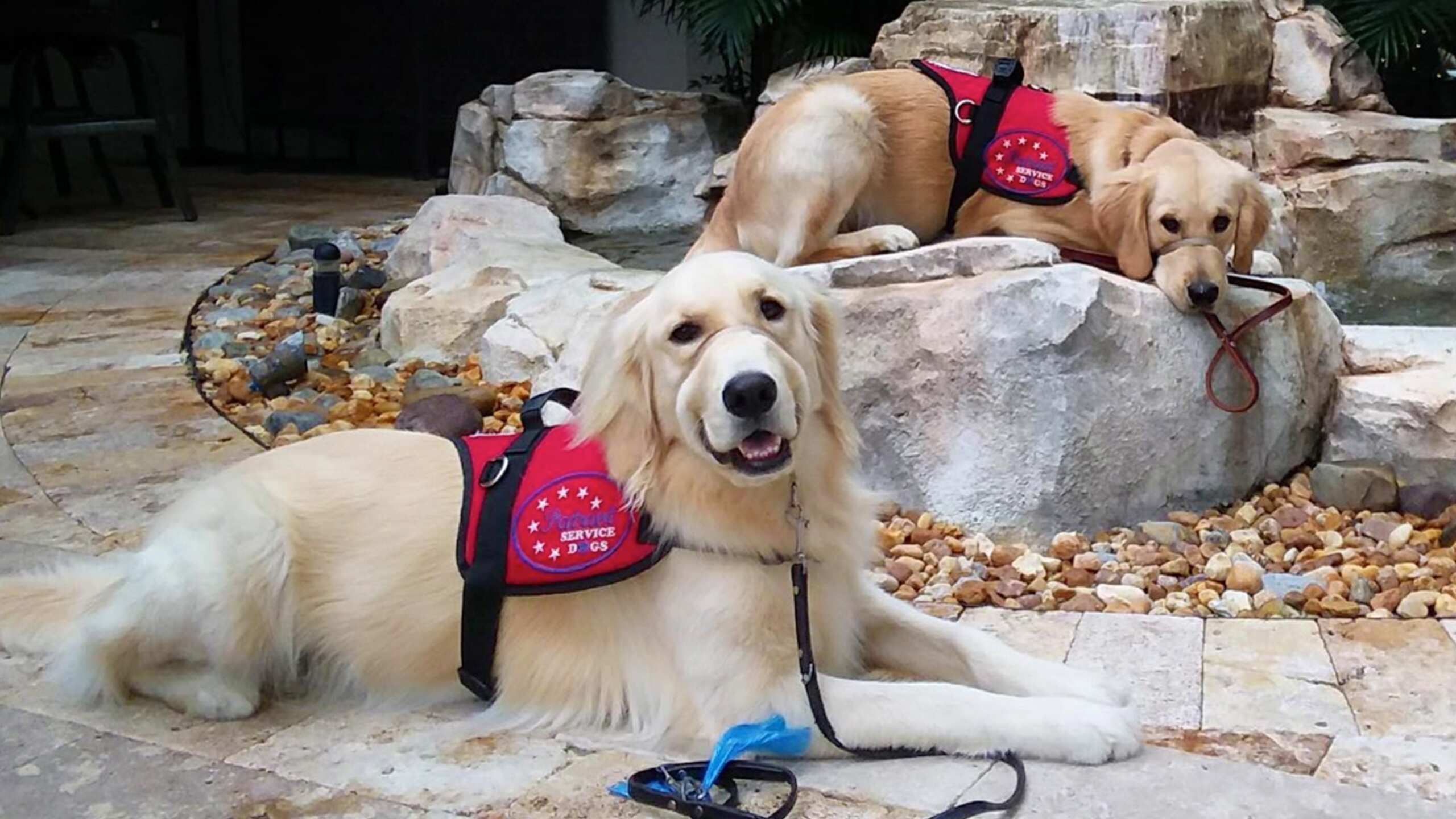 PATRIOT SERVICE DOGS (MARION COUNTY, FL)